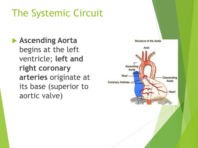 The Anatomy of the Systemic Circulation.ppt