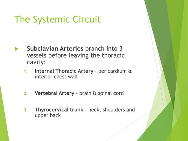 The Anatomy of the Systemic Circulation.ppt