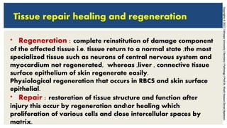 Lecture 6 tissue repair healing and regeneration | PPTX