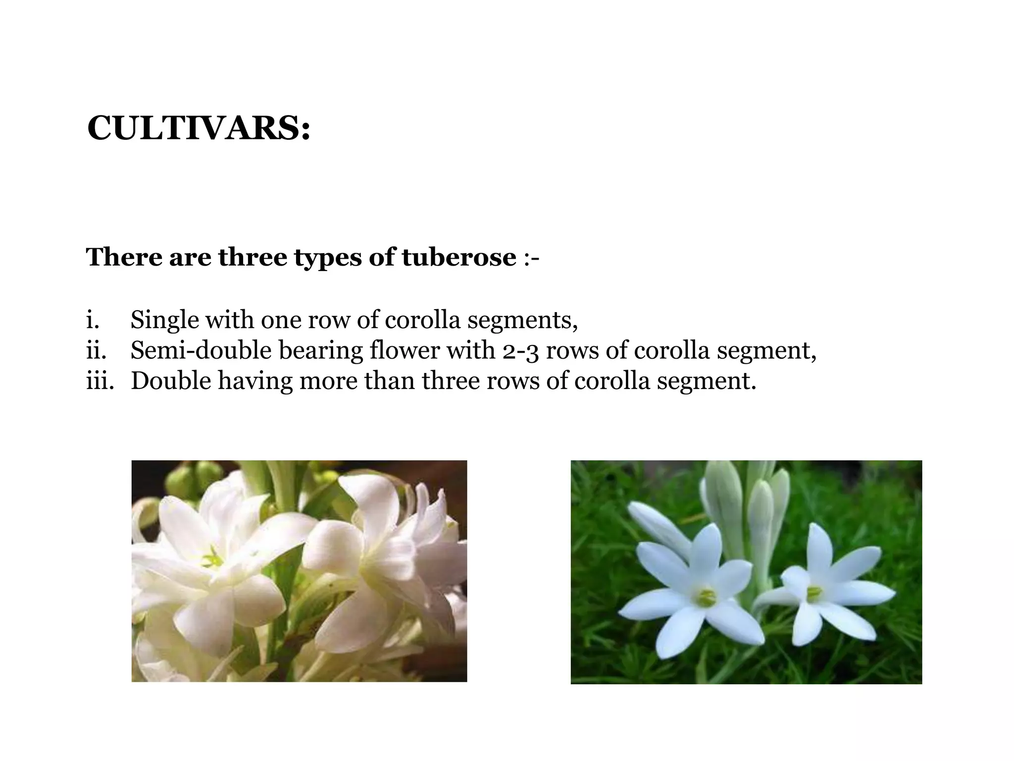 Lecture 6 tuberose.pptx