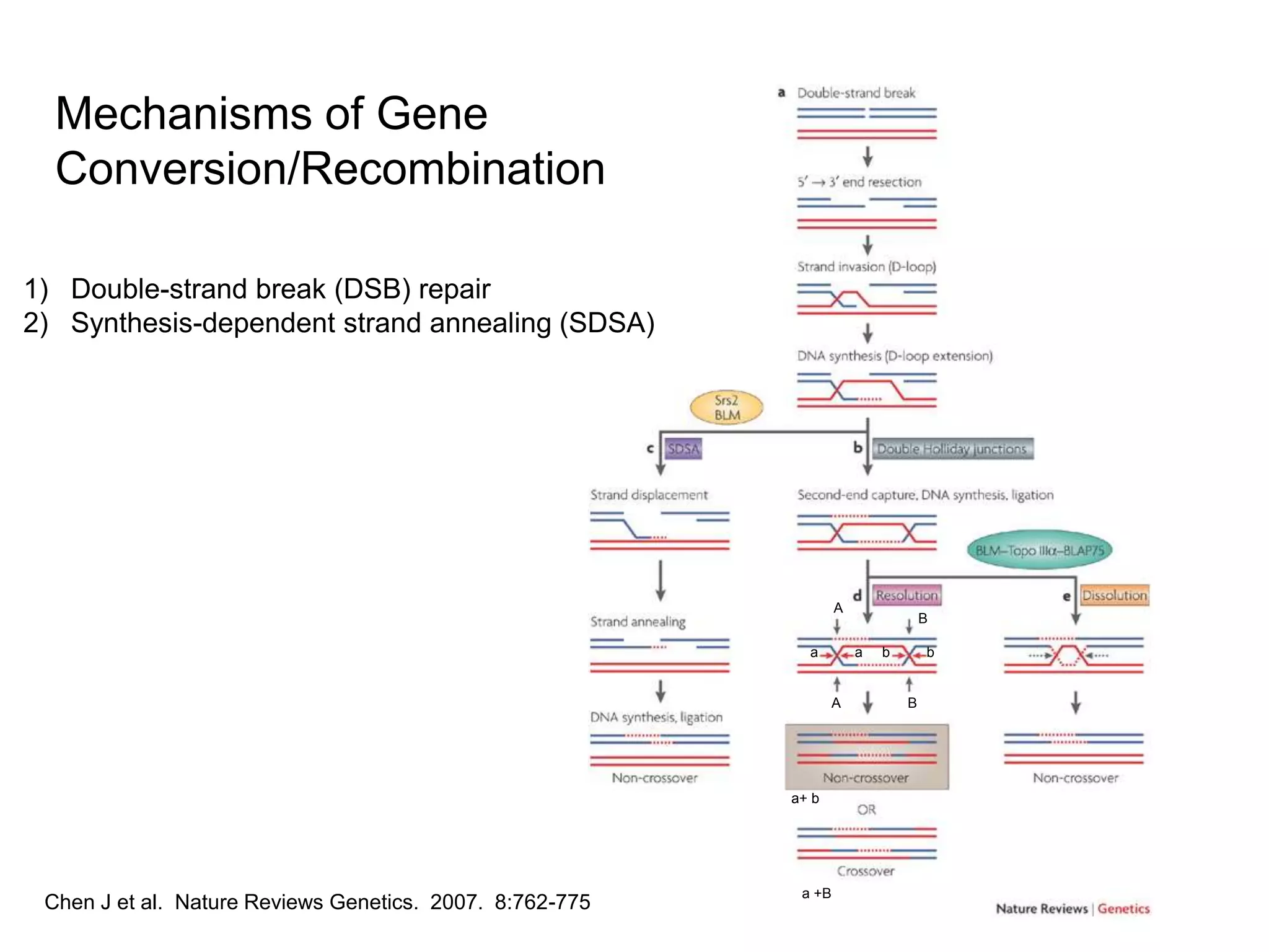 Lecture 7 - 10.12.09 - DNA Recombination.ppt