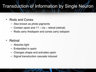 Transduction, Encoding and Transmission of Information by Single Neuron ...