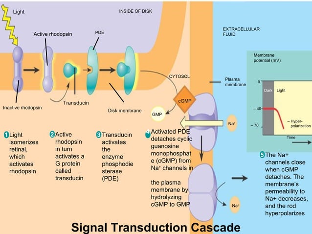 Transduction, Encoding and Transmission of Information by Single Neuron ...