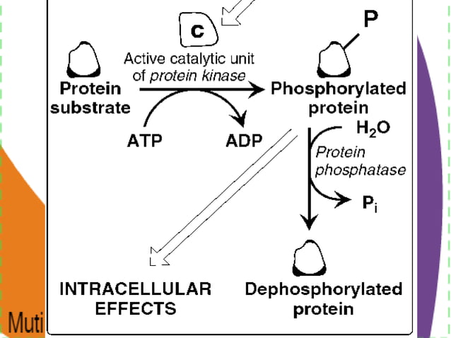 regulation of enzyme activity | PPTX