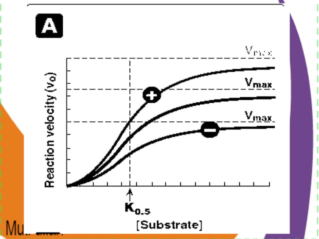 regulation of enzyme activity | PPTX