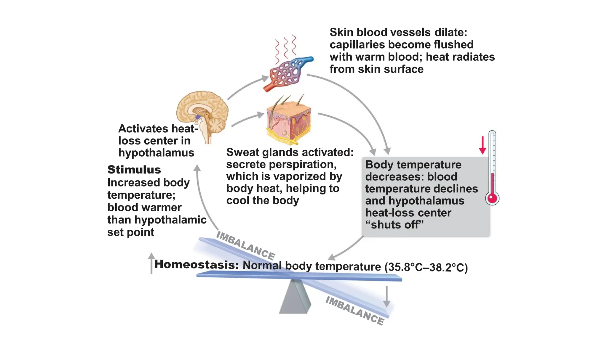 Body Temperature and Its Regulation Lecture 7.pdf