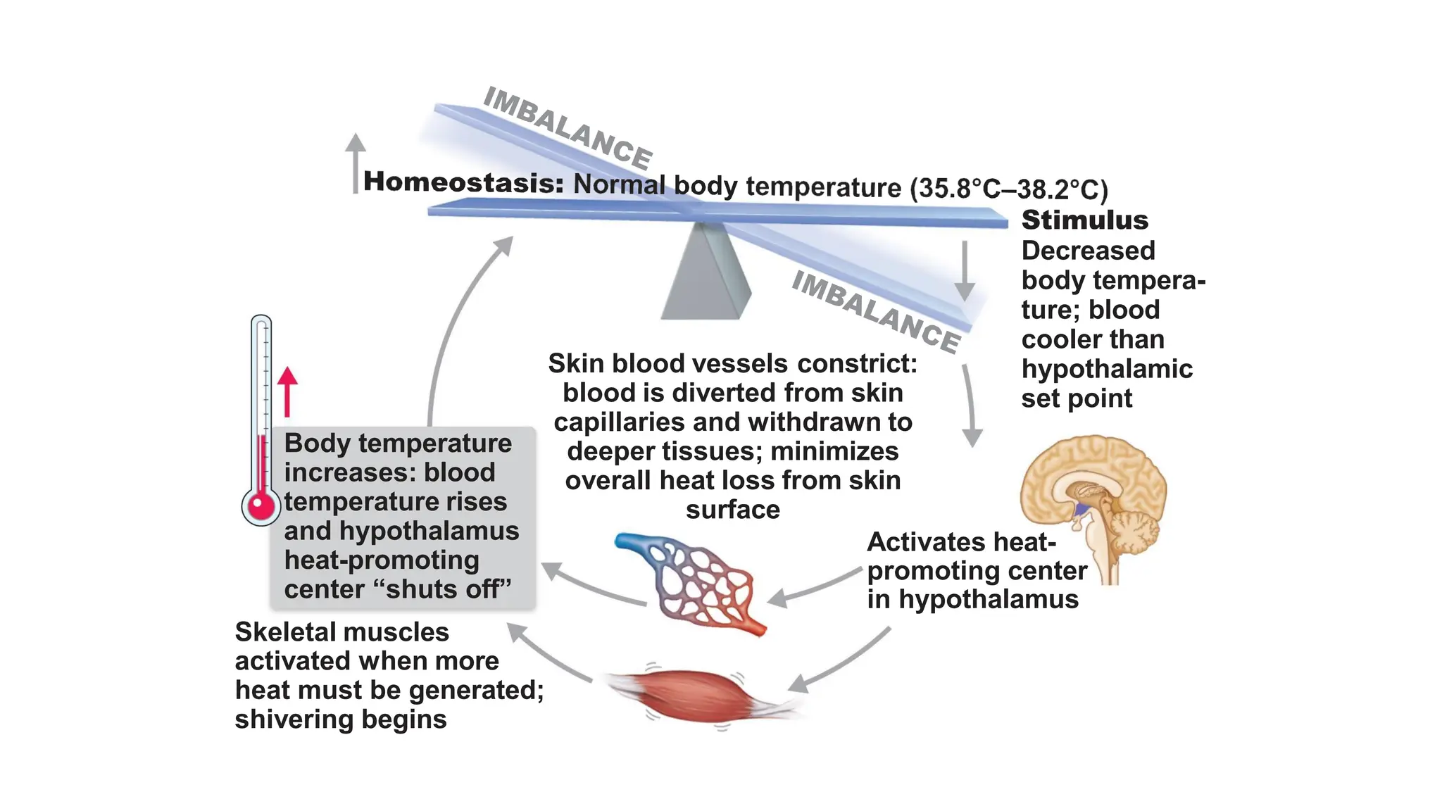 Body Temperature and Its Regulation Lecture 7.pdf