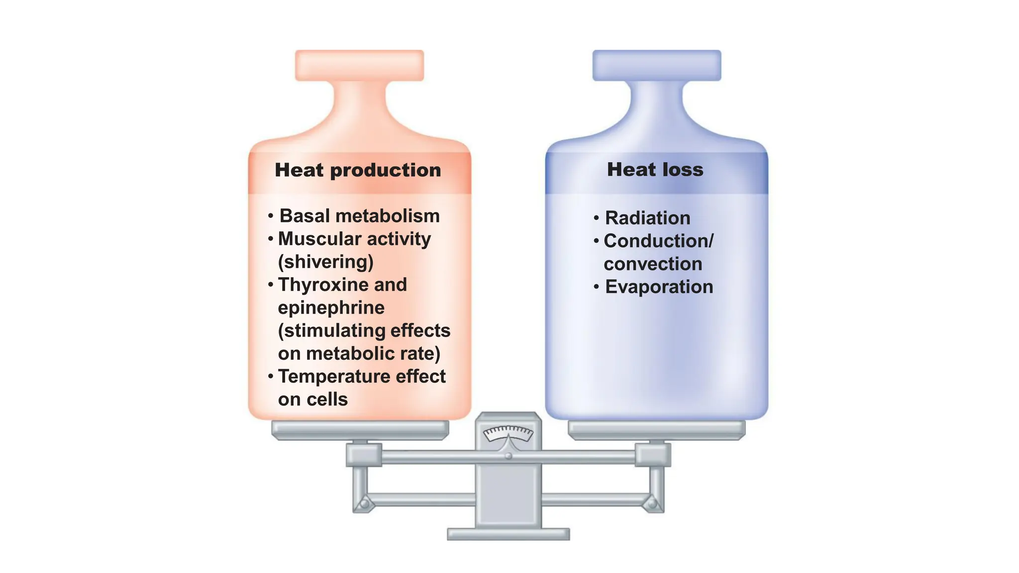 Body Temperature and Its Regulation Lecture 7.pdf