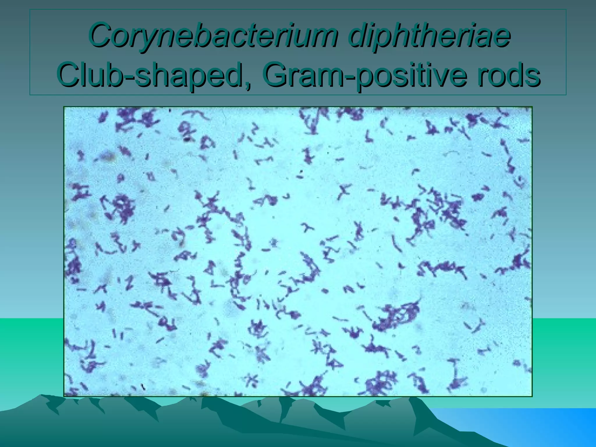 Lecture 7 Corynebacterium and listeria | PPT