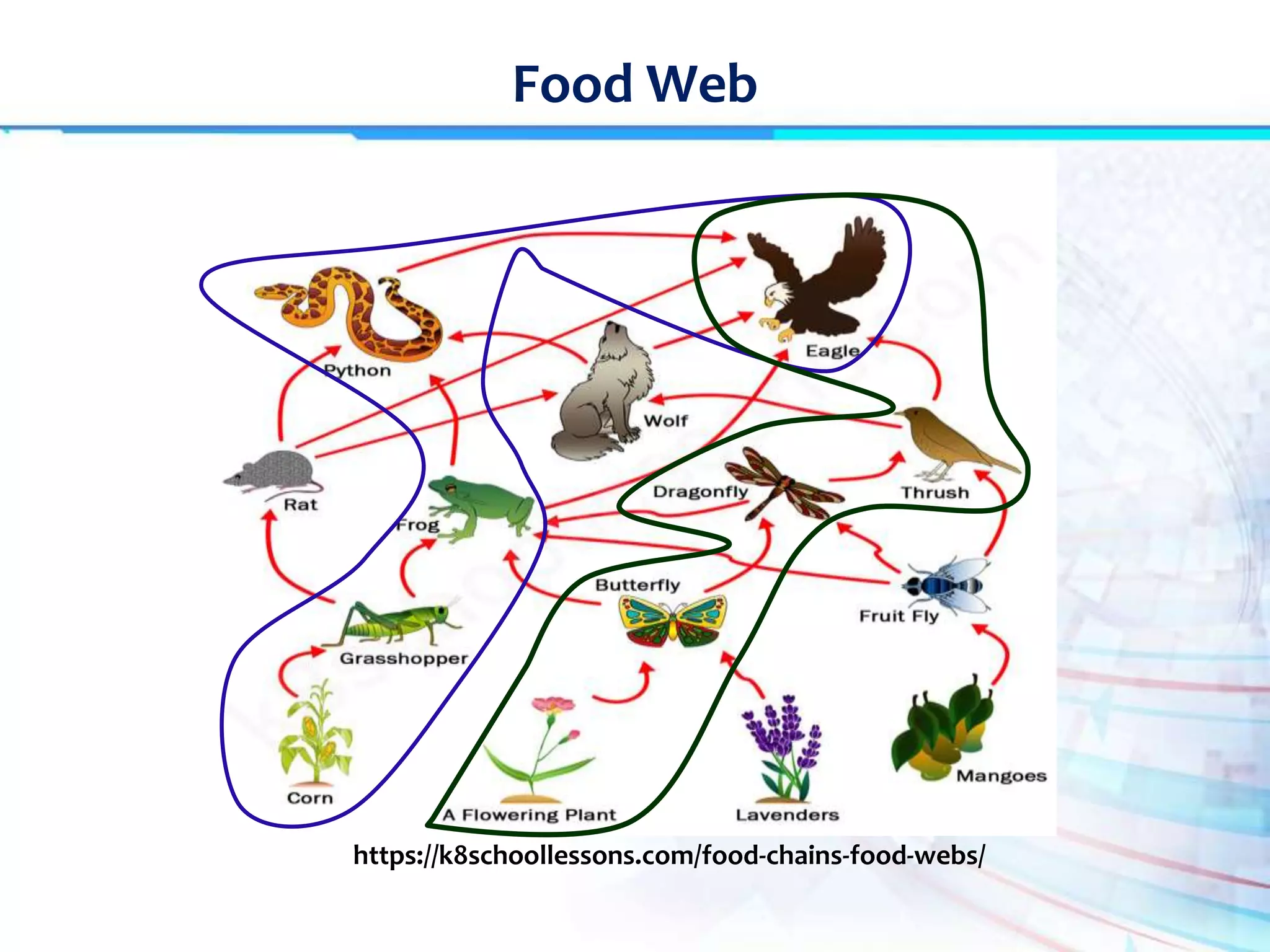 Lecture 7 food web | PPT