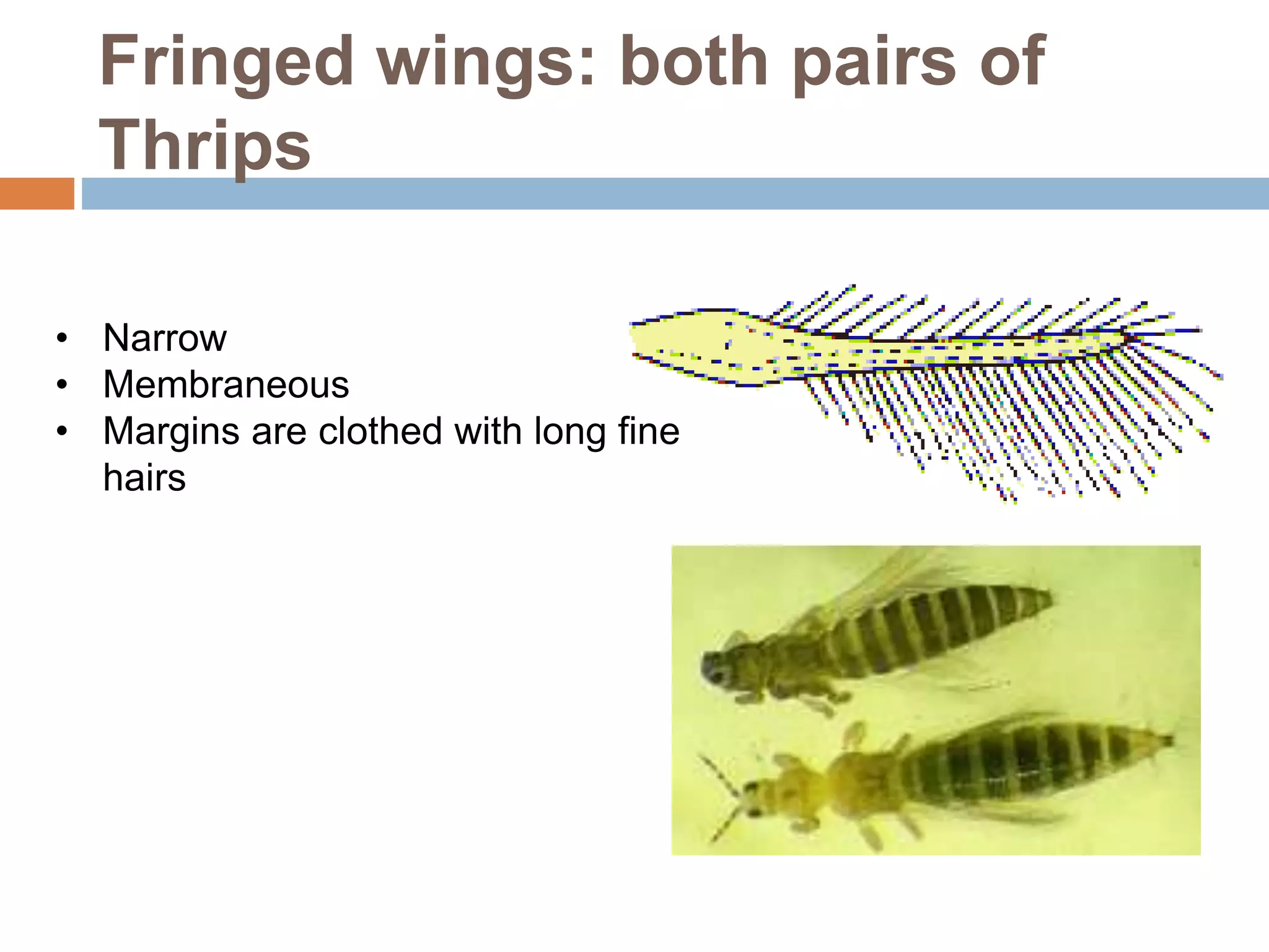 Insect wings | PPTX