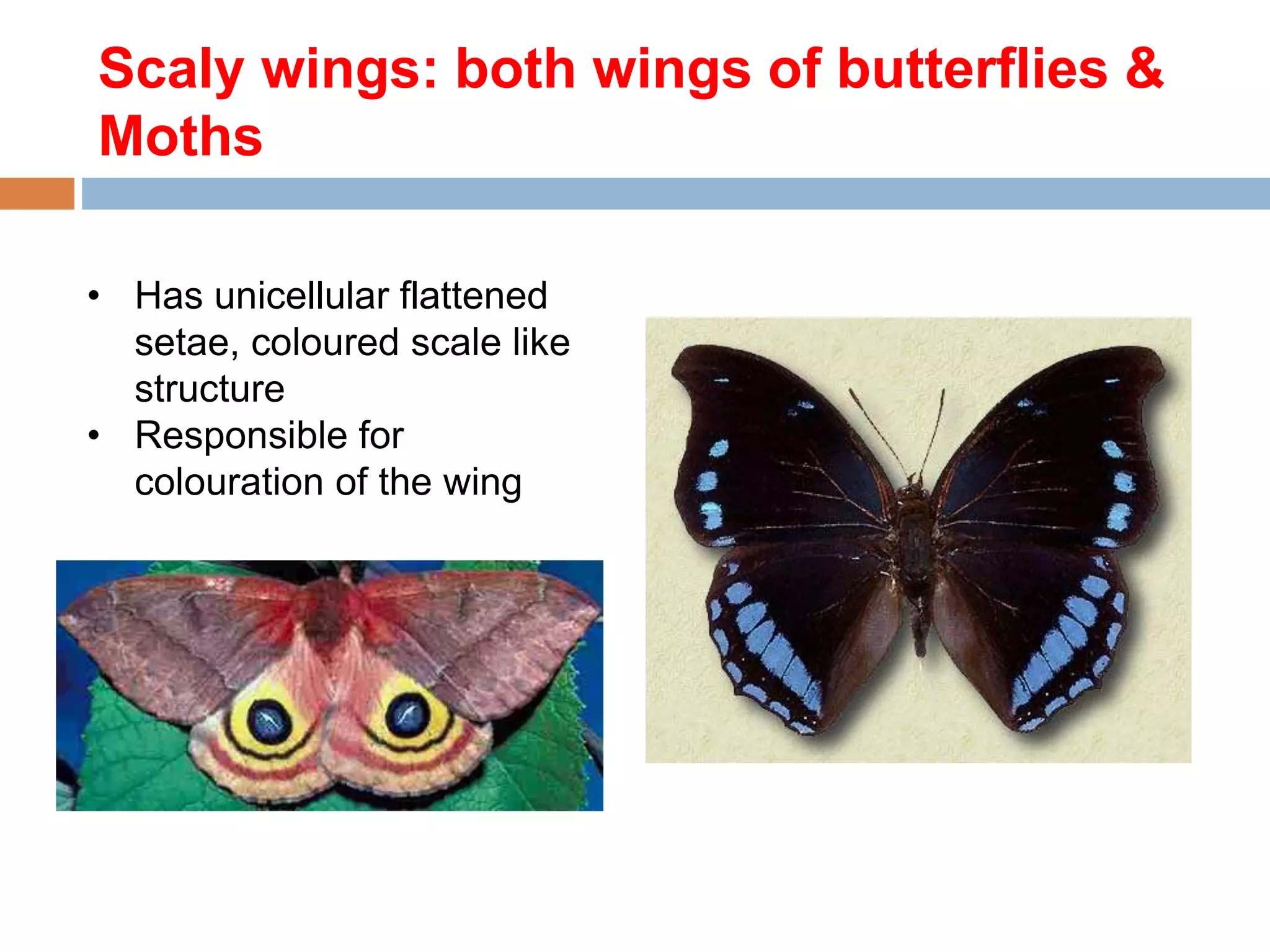 Insect wings | PPTX