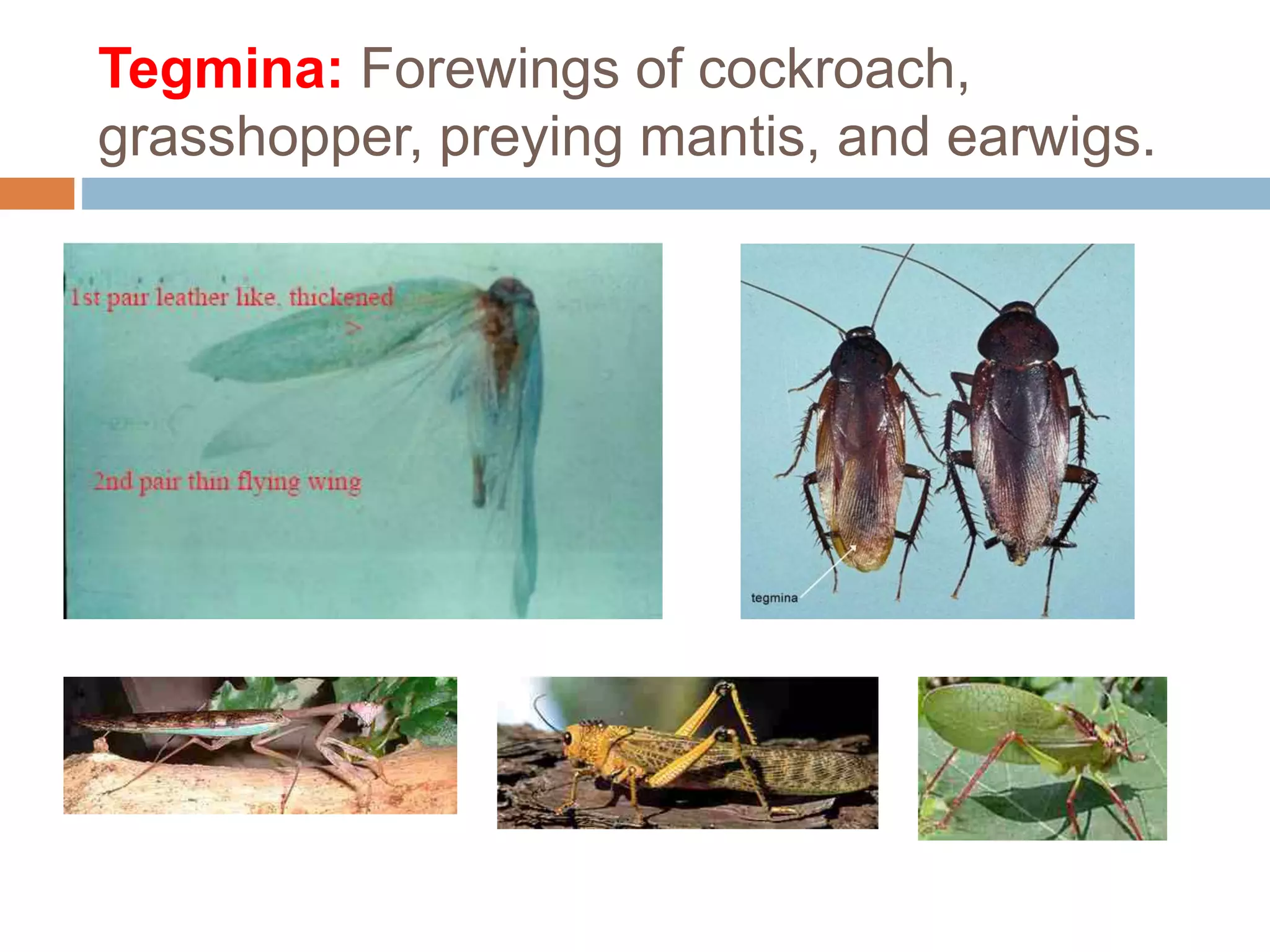 Insect wings | PPTX