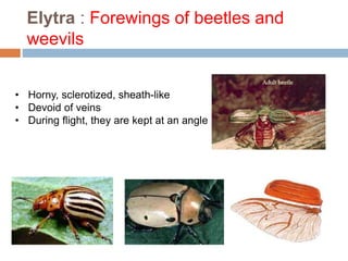 Insect wings | PPTX