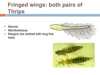 Insect wings | PPTX