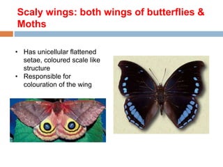 Insect wings | PPTX