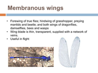 Insect wings | PPTX
