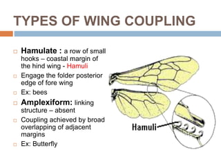Insect wings | PPT