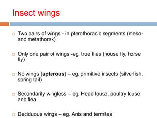 Insect wings | PPTX
