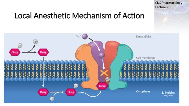 Lect. 7 Local and General Anesthetics