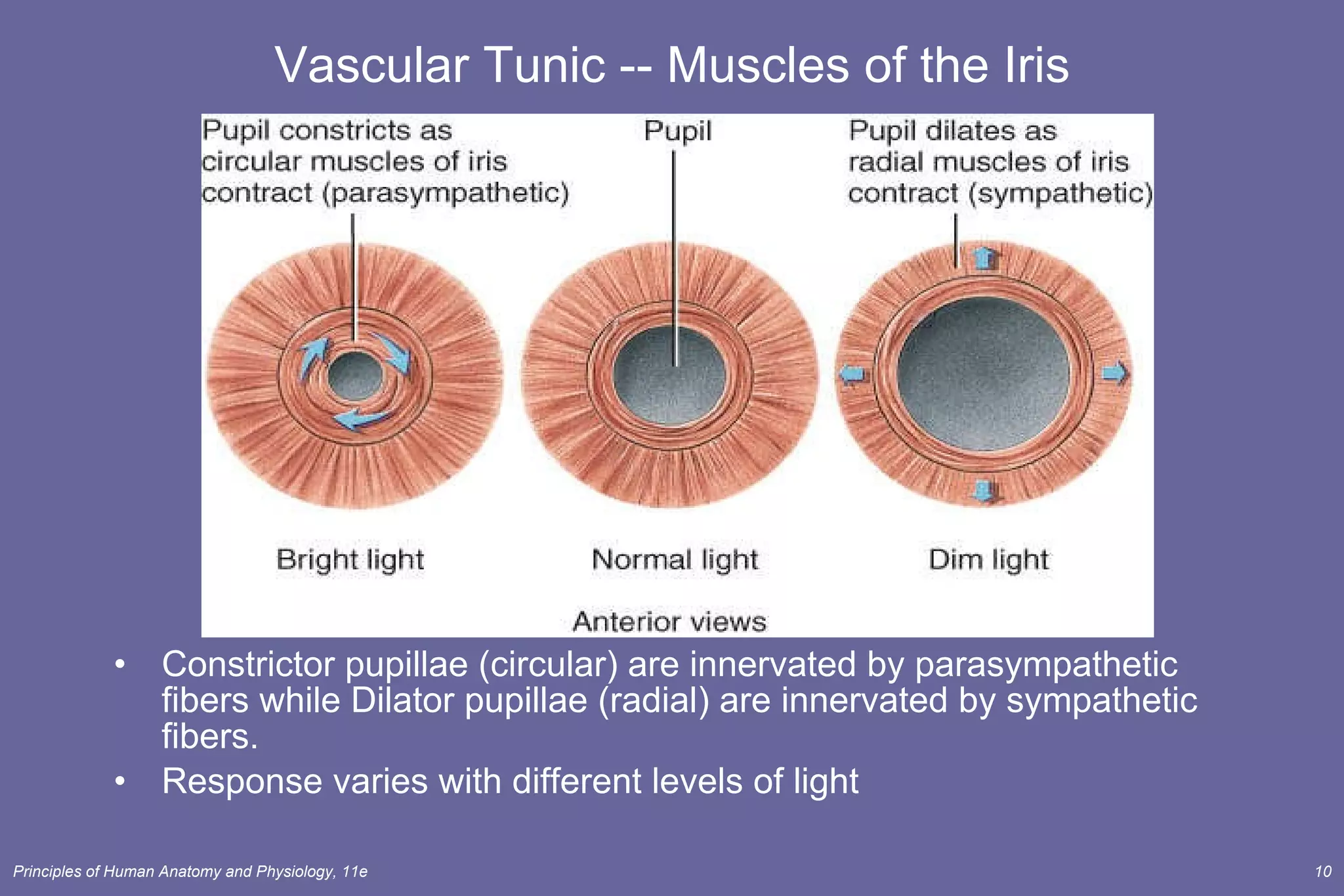 Lecture 7 special sense | PPT