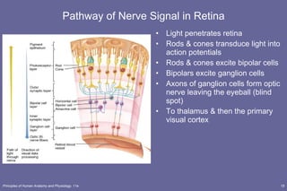 Lecture 7 special sense | PPT