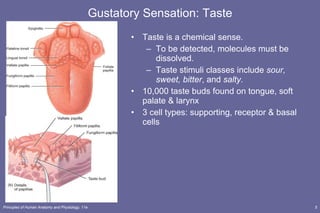 Lecture 7 special sense | PPT