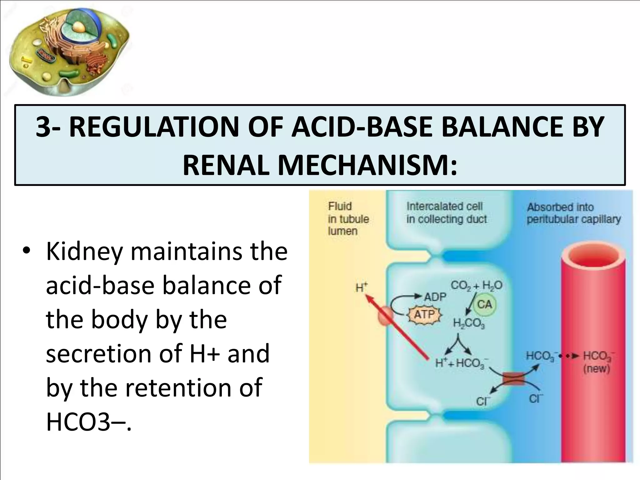 lecture7acidbasebalance-180702011803.pdf