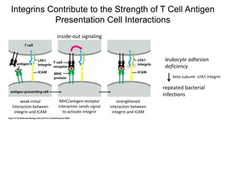 adoptive T cell therapy | PPTX
