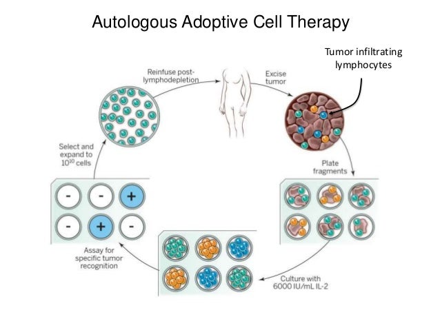 adoptive T cell therapy