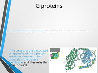 Second year college lecture on GPCRs.ppt