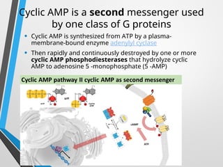 Second year college lecture on GPCRs.ppt