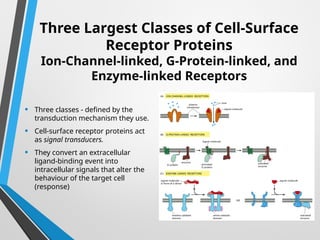 Second year college lecture on GPCRs.ppt