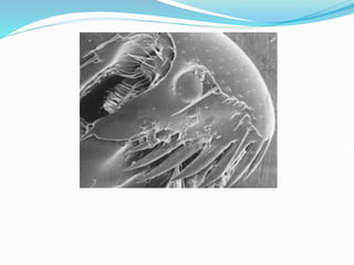 Lecture 7b. Microscope. types and functions | PPT