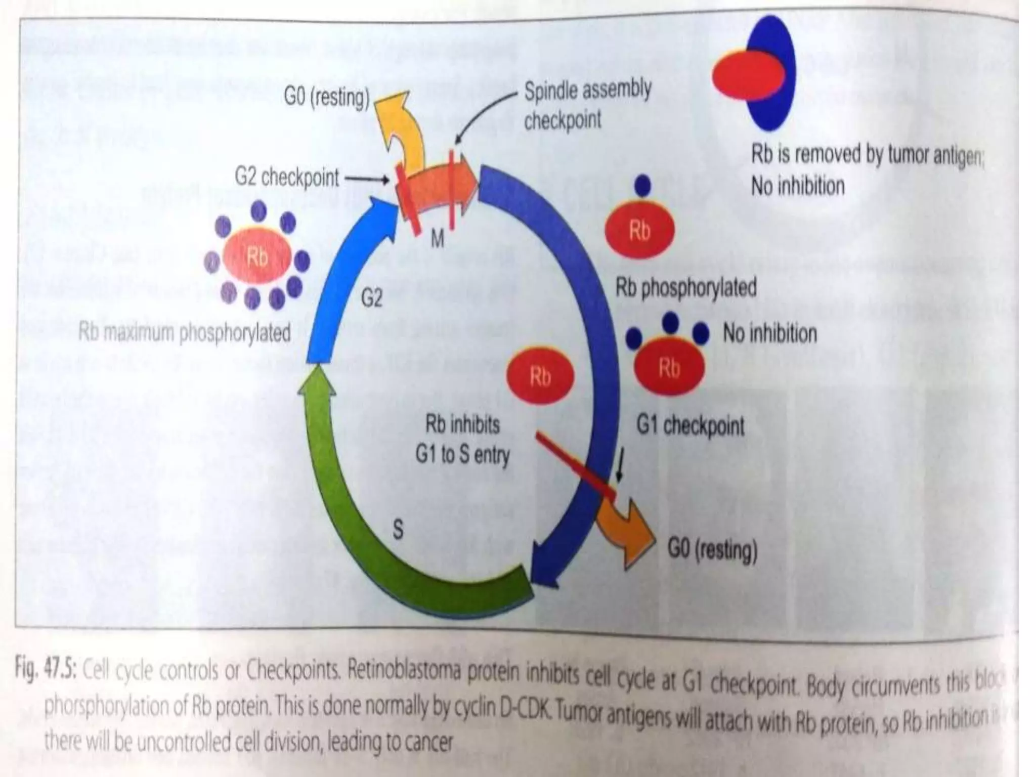 Lecture 7, Cell cycle and Gene Expression.ppt