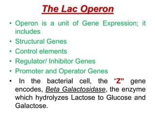 Lecture 7, Cell cycle and Gene Expression.ppt