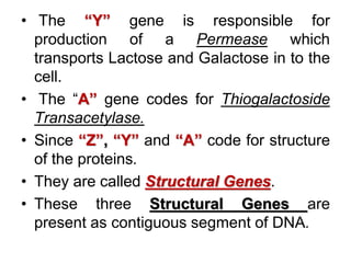 Lecture 7, Cell cycle and Gene Expression.ppt
