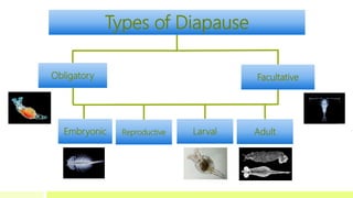 Diapause in aquatic invertebrates | PPT
