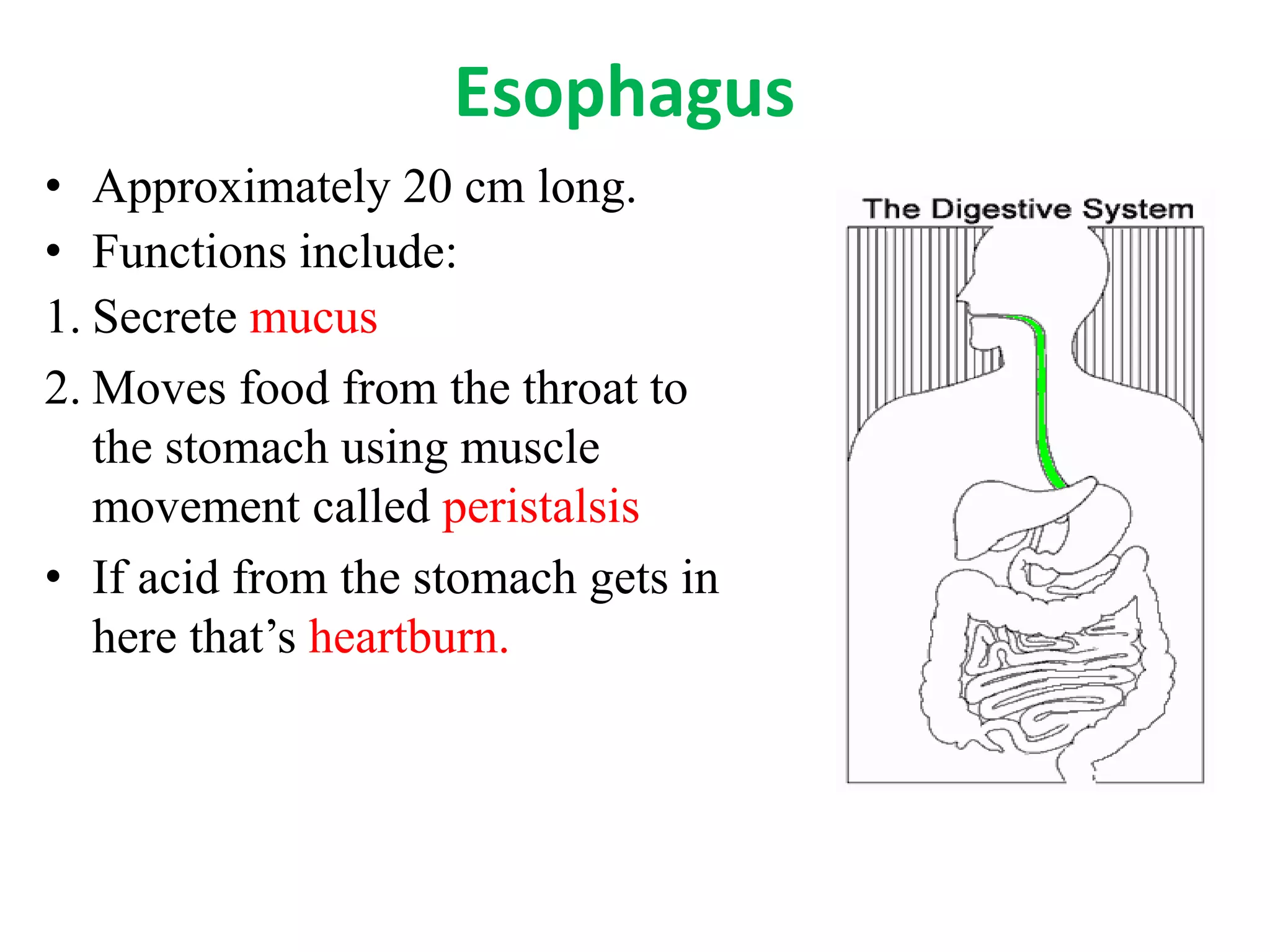 Lecture 7 Digestive System PPT.ppt