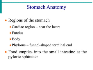 Lecture 7 Digestive System PPT.ppt