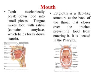 Lecture 7 Digestive System PPT.ppt