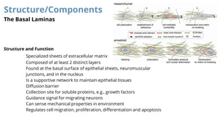Comprehensive Overview of the Extracellular Matrix: Structure, Function ...
