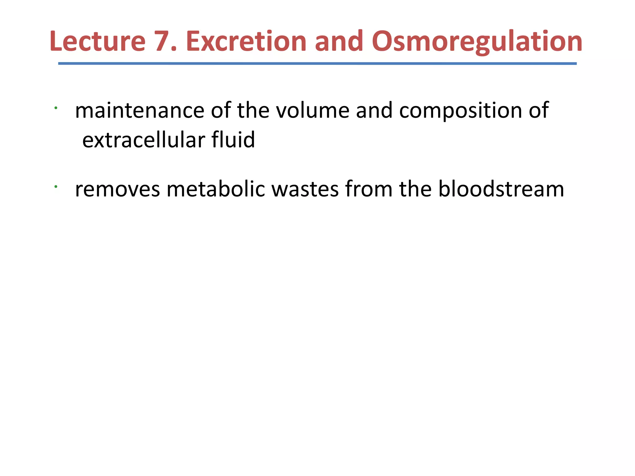 Lecture 7 excretion and osmoregulation | PDF