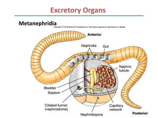 Lecture 7 excretion and osmoregulation | PDF