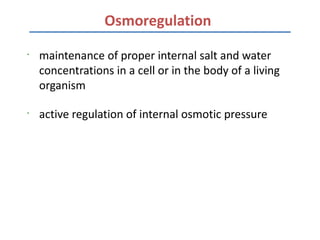 Lecture 7 excretion and osmoregulation | PDF