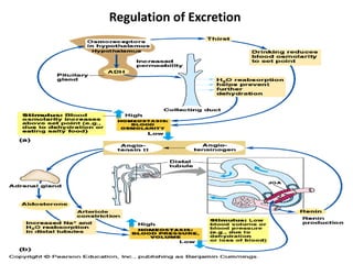 Lecture 7 excretion and osmoregulation | PDF