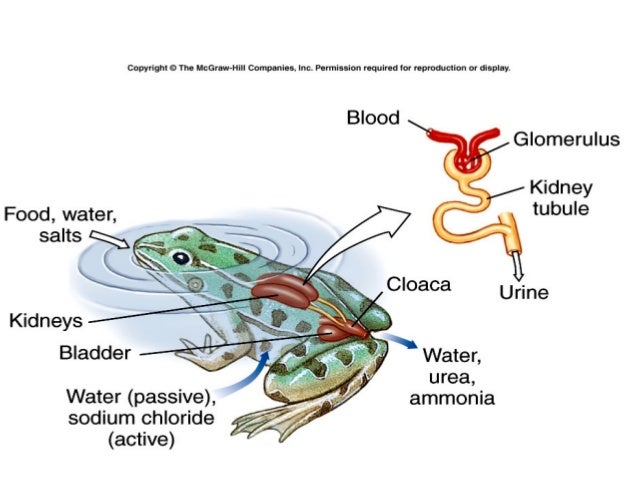 Lecture 7 excretion and osmoregulation
