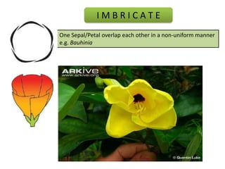 Flower Morphology 11111111111111111111.pdf