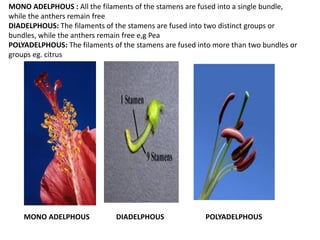 Flower Morphology 11111111111111111111.pdf