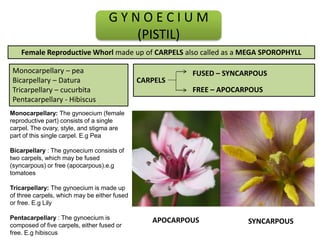 Flower Morphology 11111111111111111111.pdf
